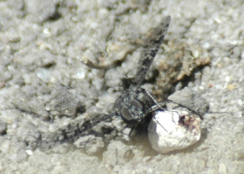 Anthrax Bee fly, Anthrax sp.